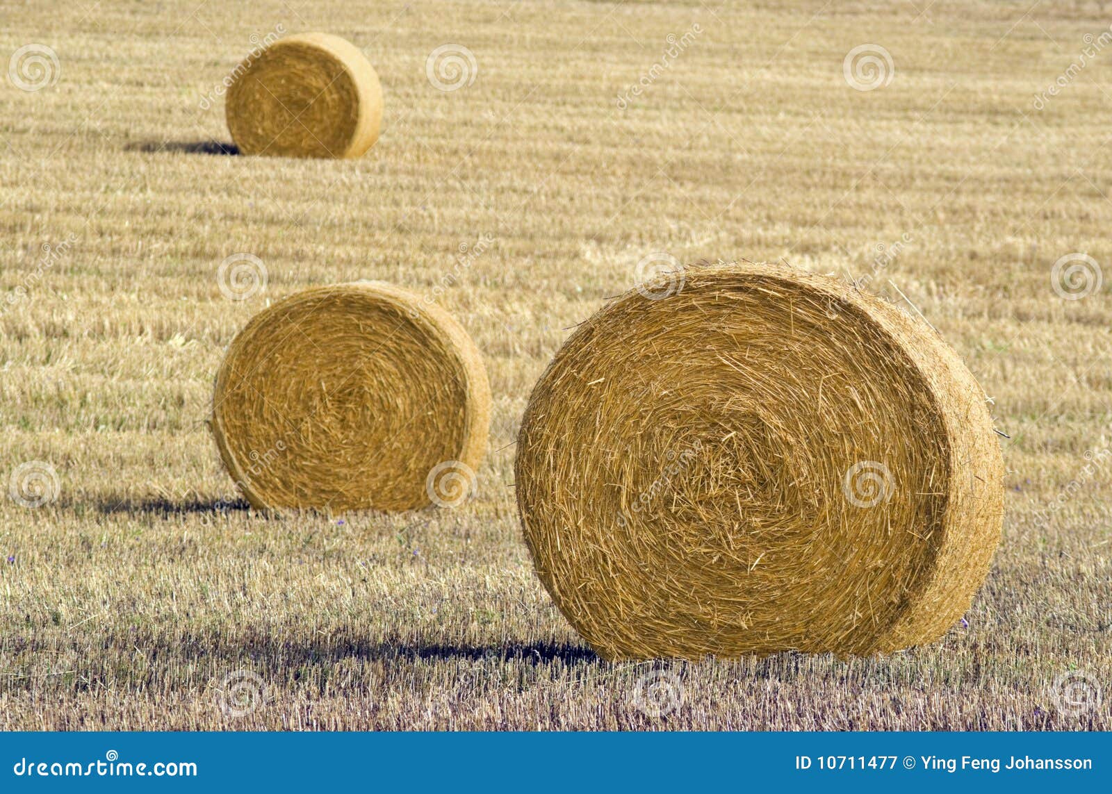 Three hay bales stock image. Image of fodder, gold, meadow - 10711477