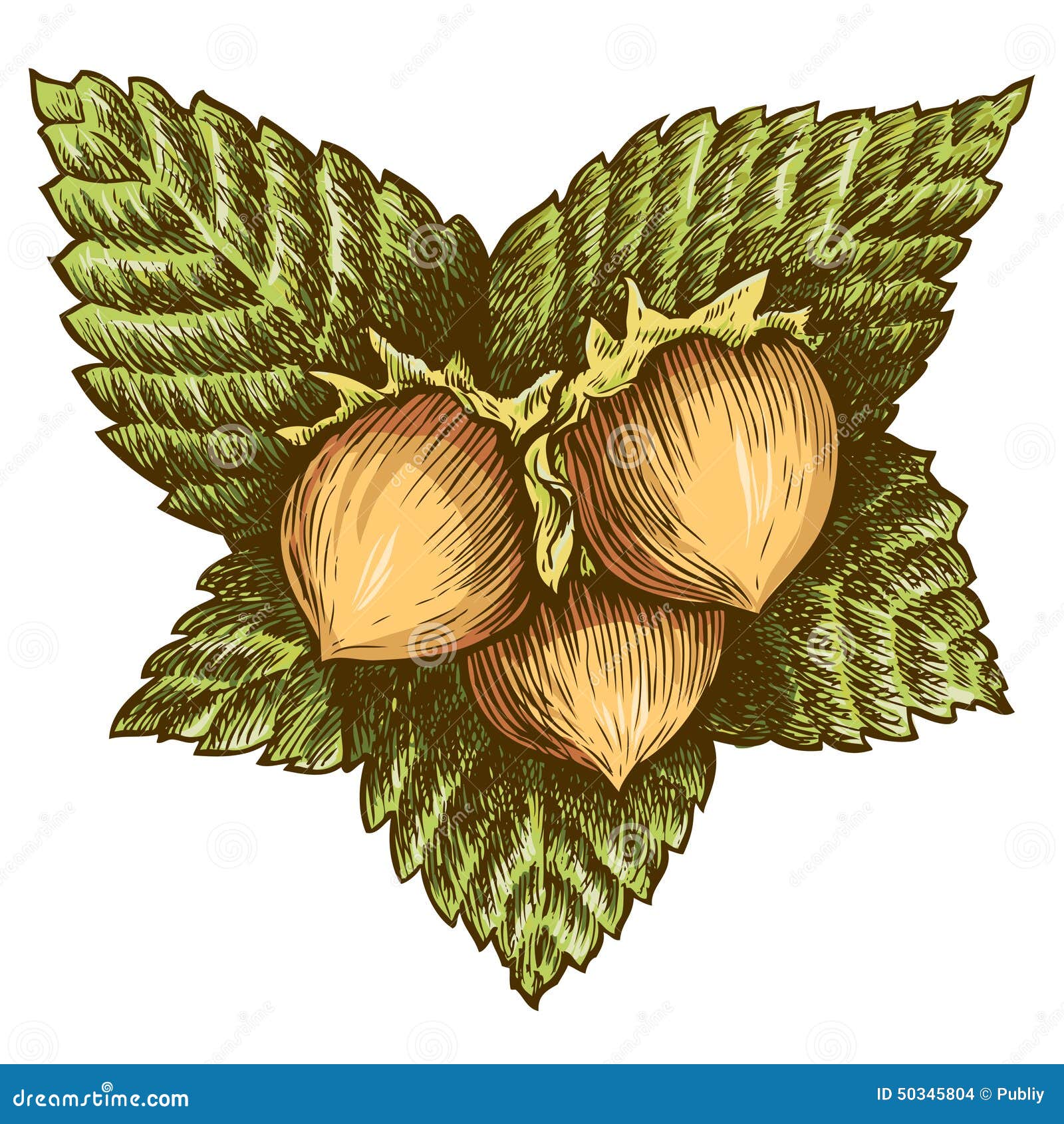 Three hazelnut stock vector. Illustration of bunch, graphics - 50345804