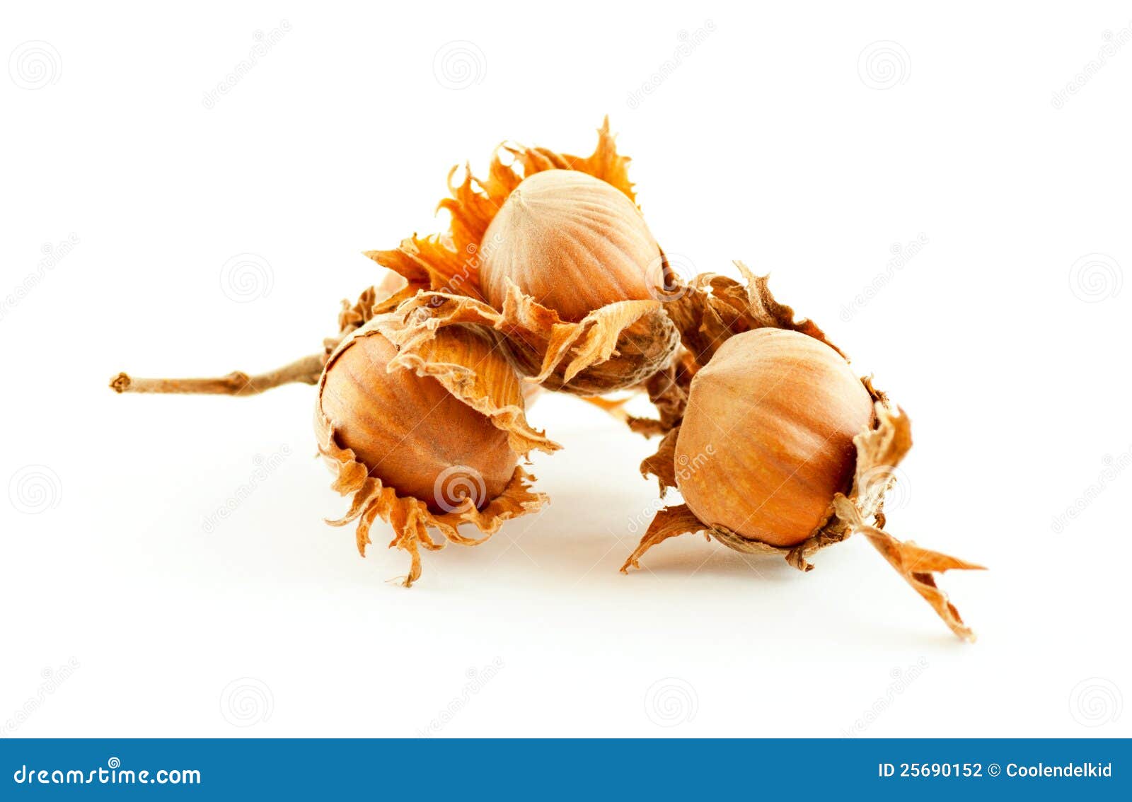 Three hazelnuts in husks stock photo. Image of dried - 25690152