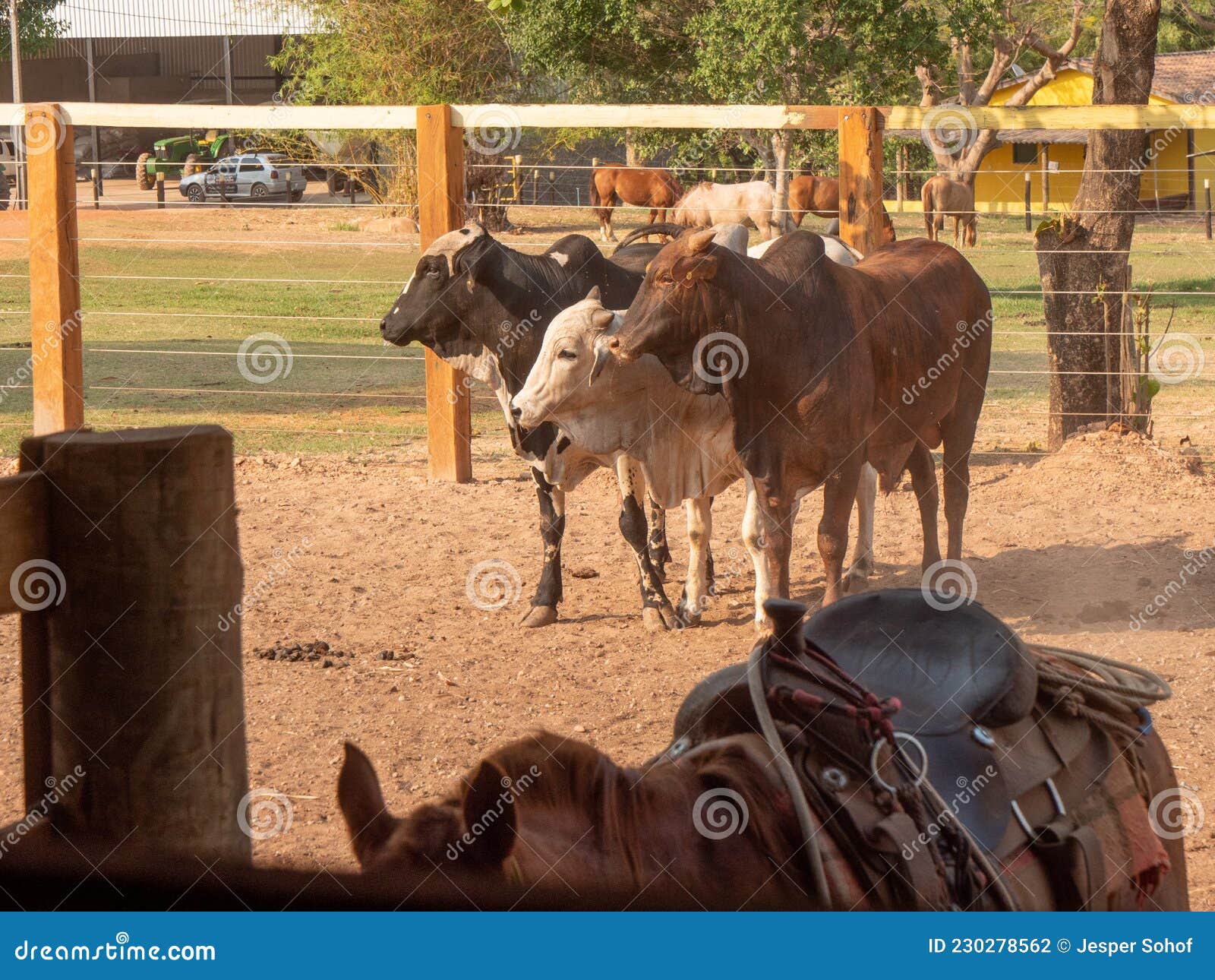 Three Heads of Cattle on Brazilian Ranch Stock Photo - Image of mare ...
