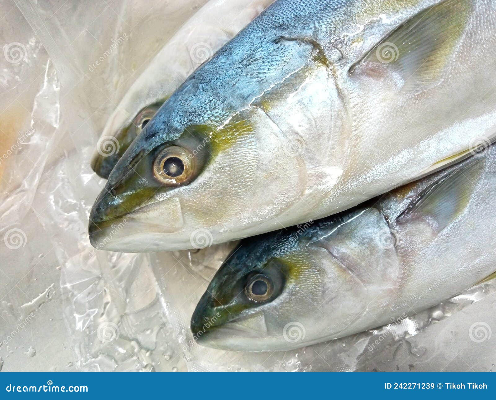 Three Heads of Yellow Tail Fish Stock Image - Image of organism ...