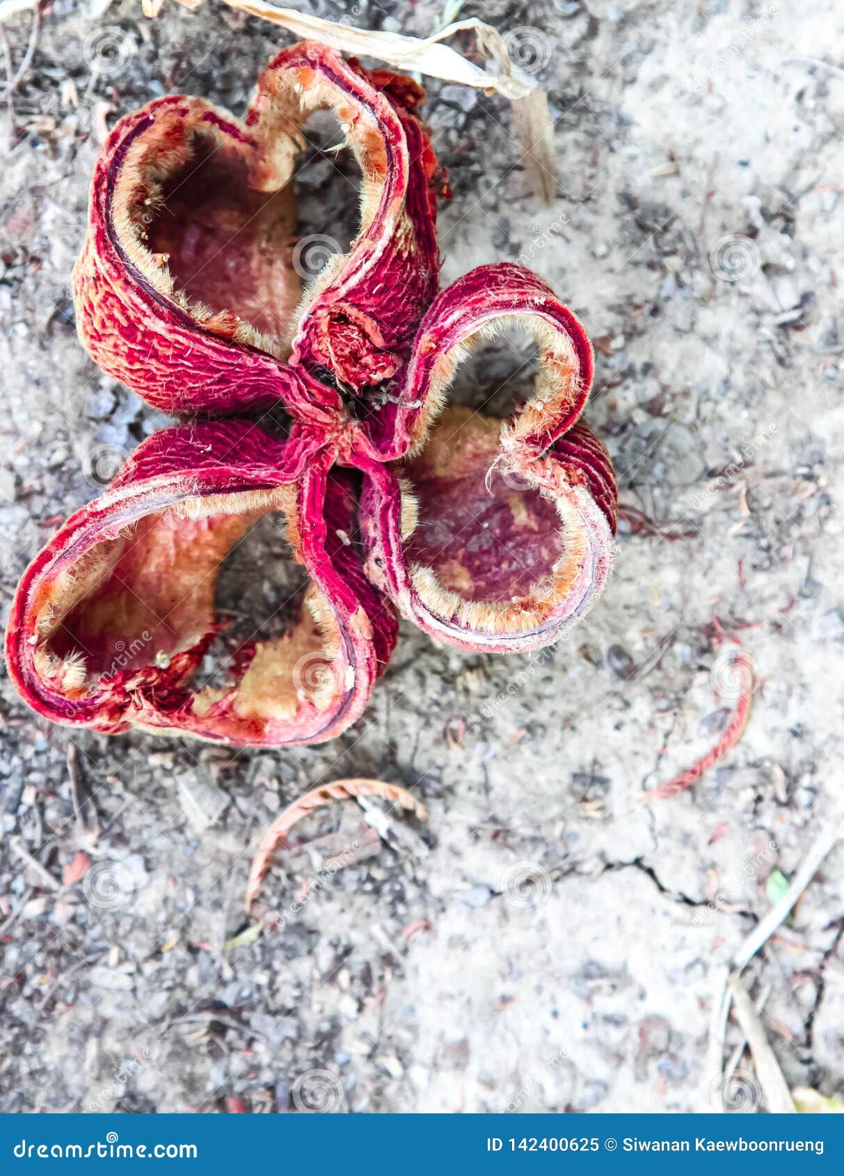 Three Heart Flower Fall from Tree Stock Image - Image of fall, pink ...
