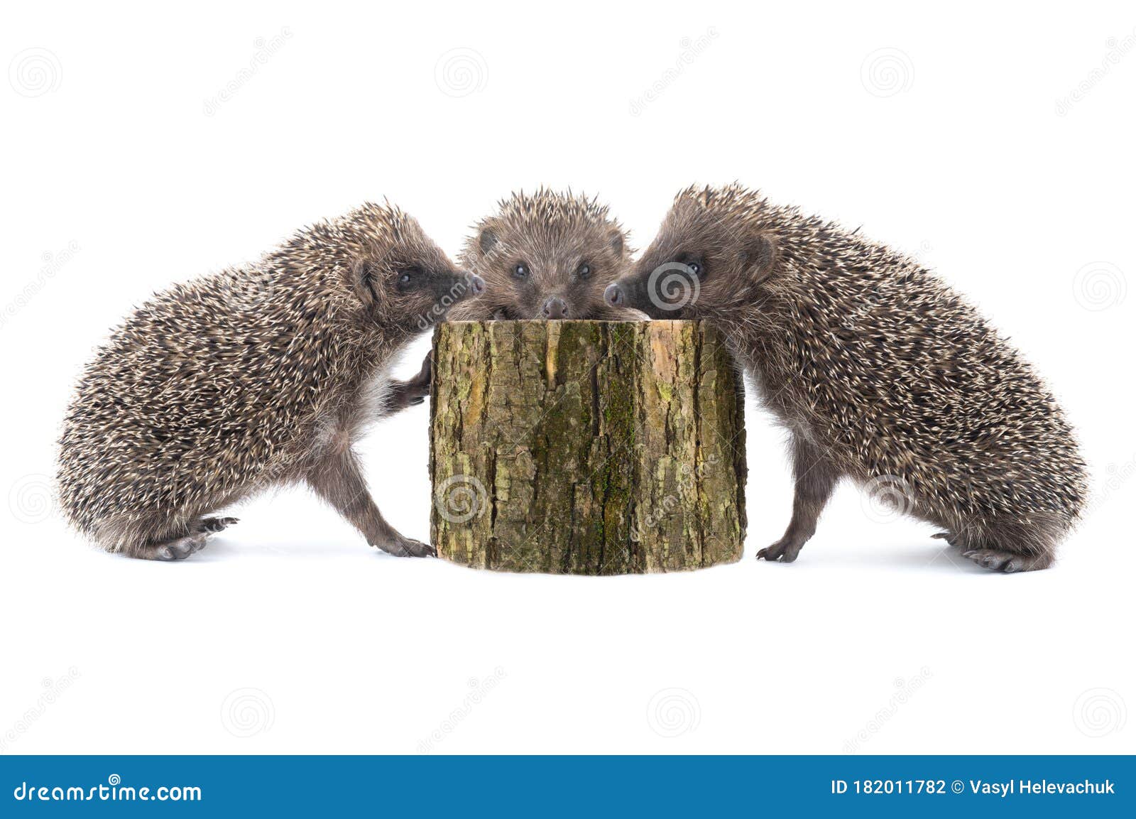 Three Hedgehogs Near Hemp Tree Isolated on a White Stock Photo - Image ...