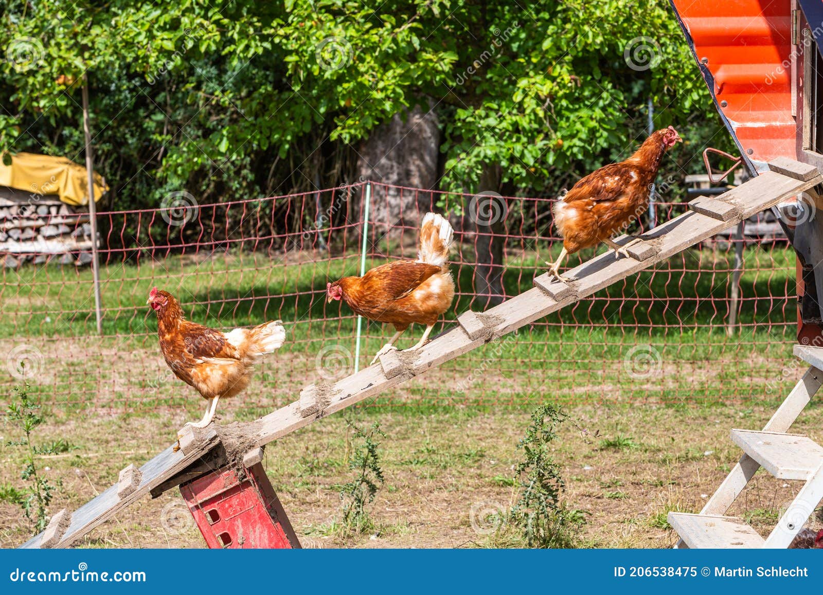 Three Hens on a Chicken Ladder Stock Image - Image of meadow, coop ...