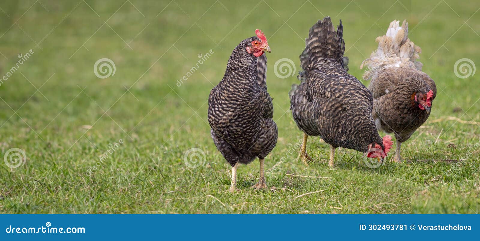 Three Hens on a Meadow Close Up Stock Image - Image of live, female ...