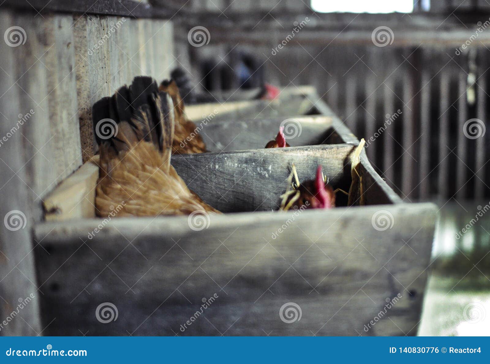 Three hens in a roost stock photo. Image of roost, three - 140830776