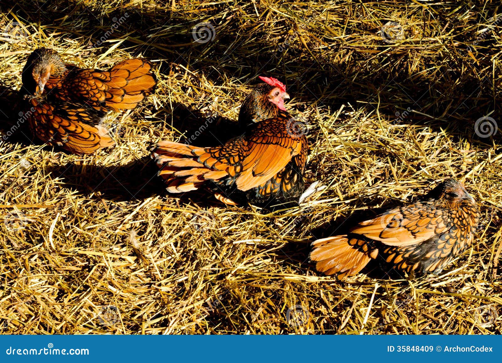 Three hens on straw stock image. Image of henhouse, orange - 35848409