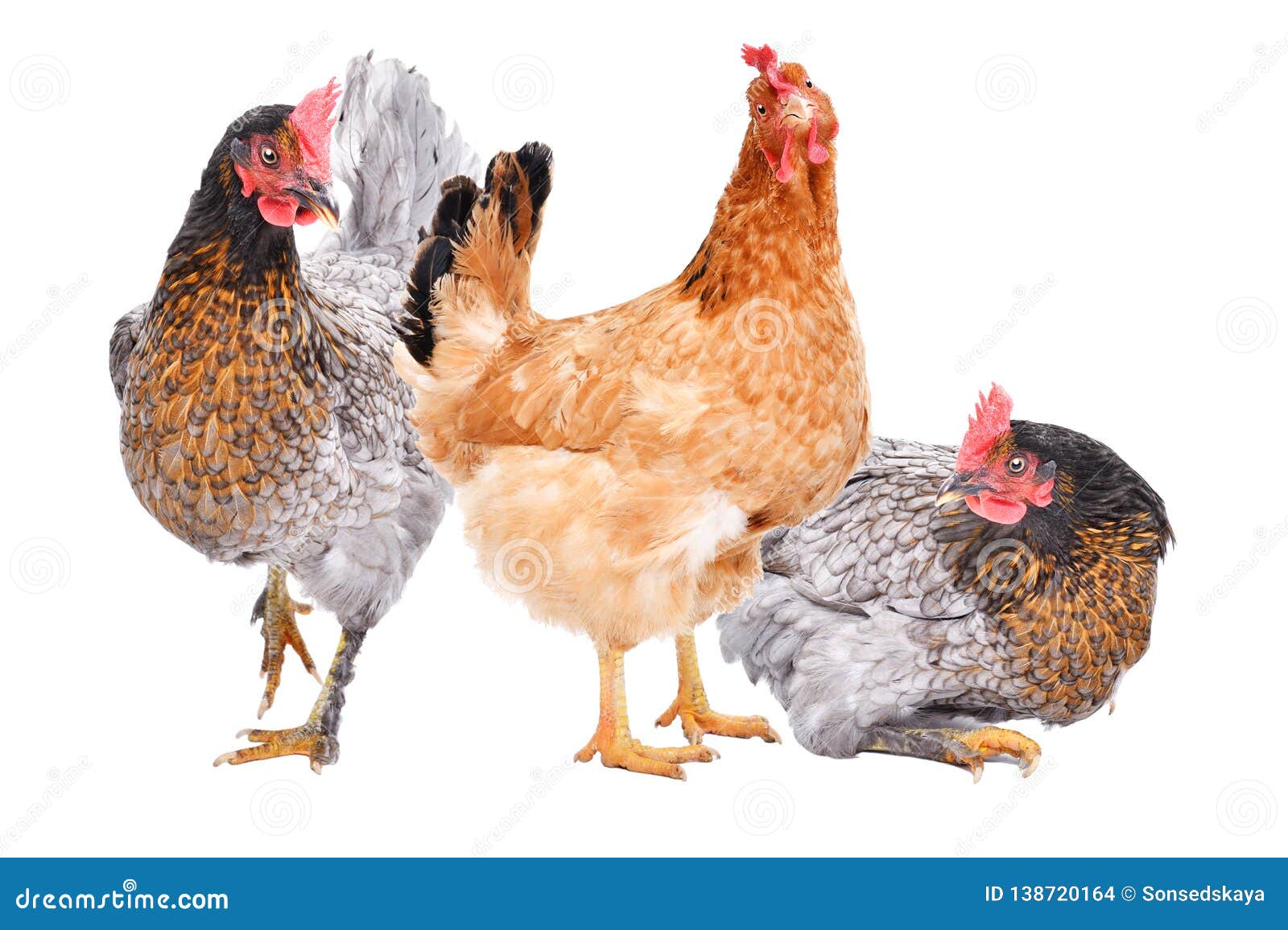 Three hens together stock photo. Image of chiken, beak - 138720164