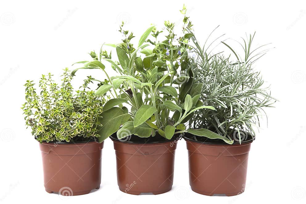 Three herbs in the pots stock photo. Image of plant, leaf - 24168680