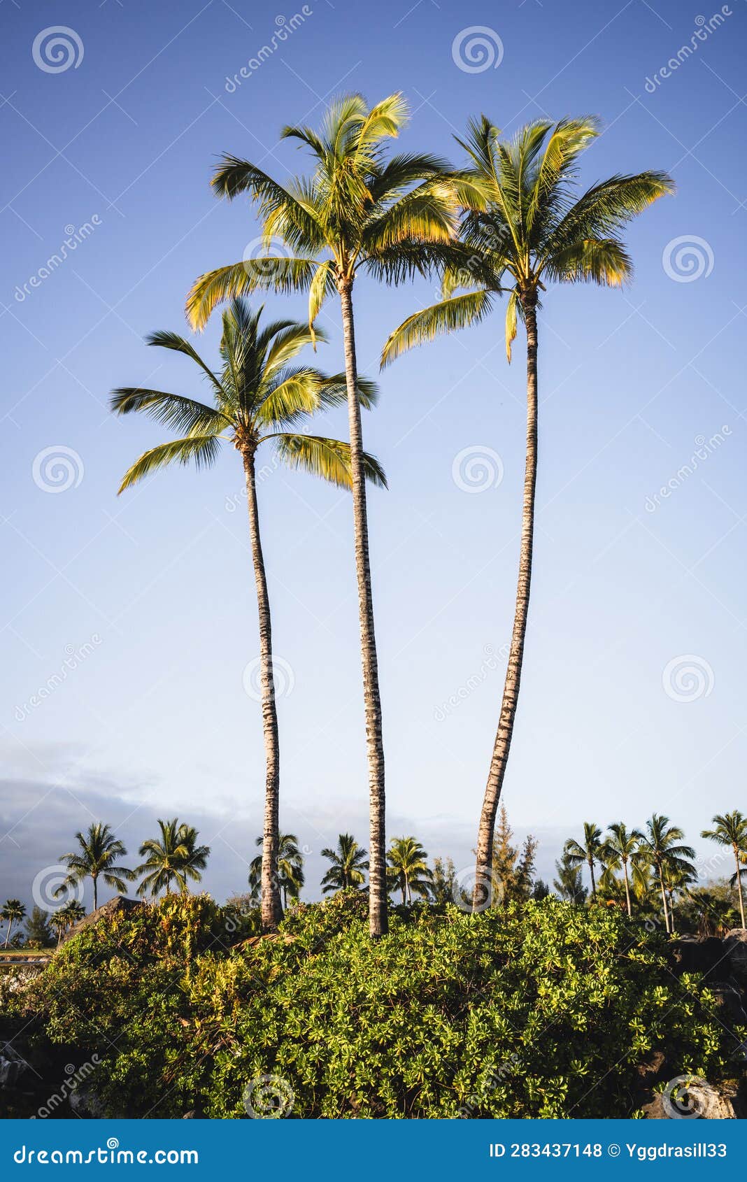Three high palm trees stock photo. Image of tree, honeymoon - 283437148