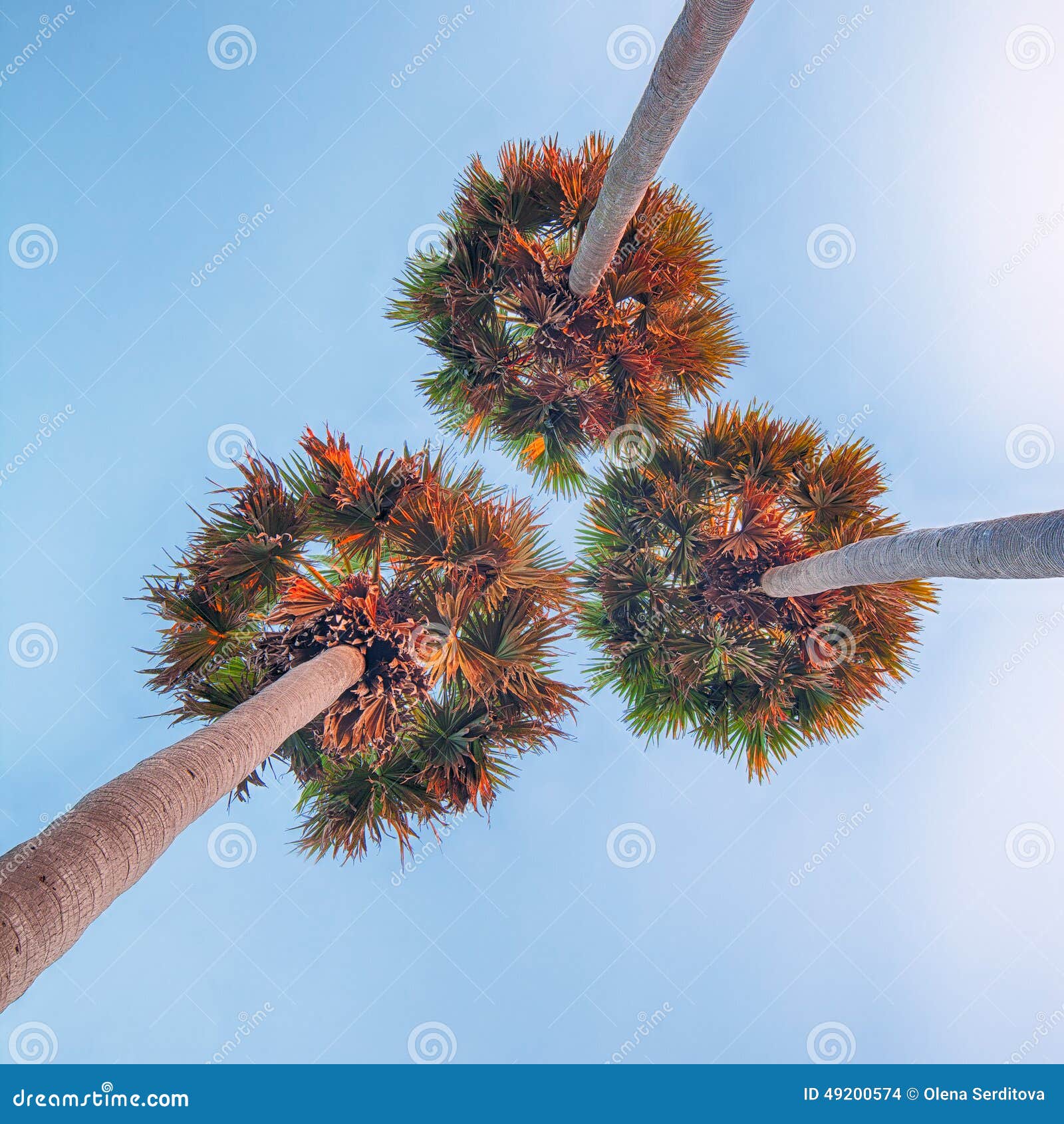 Three High Palm Trees Shot from Below Stock Photo - Image of lagoon ...