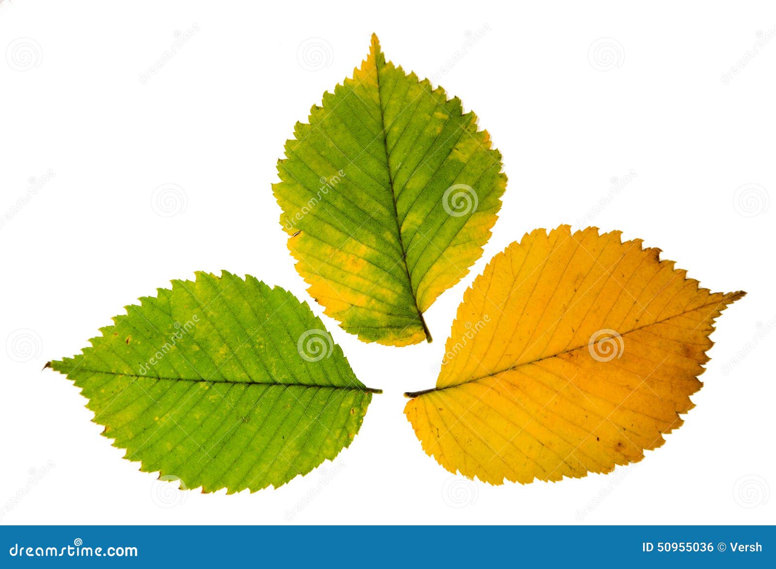 Three High Resolution Autumn Leaves of Elm Tree on White Stock Photo ...