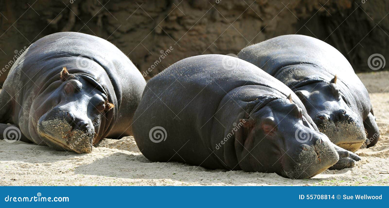 Three hippopotamus stock photo. Image of cats, animal - 55708814