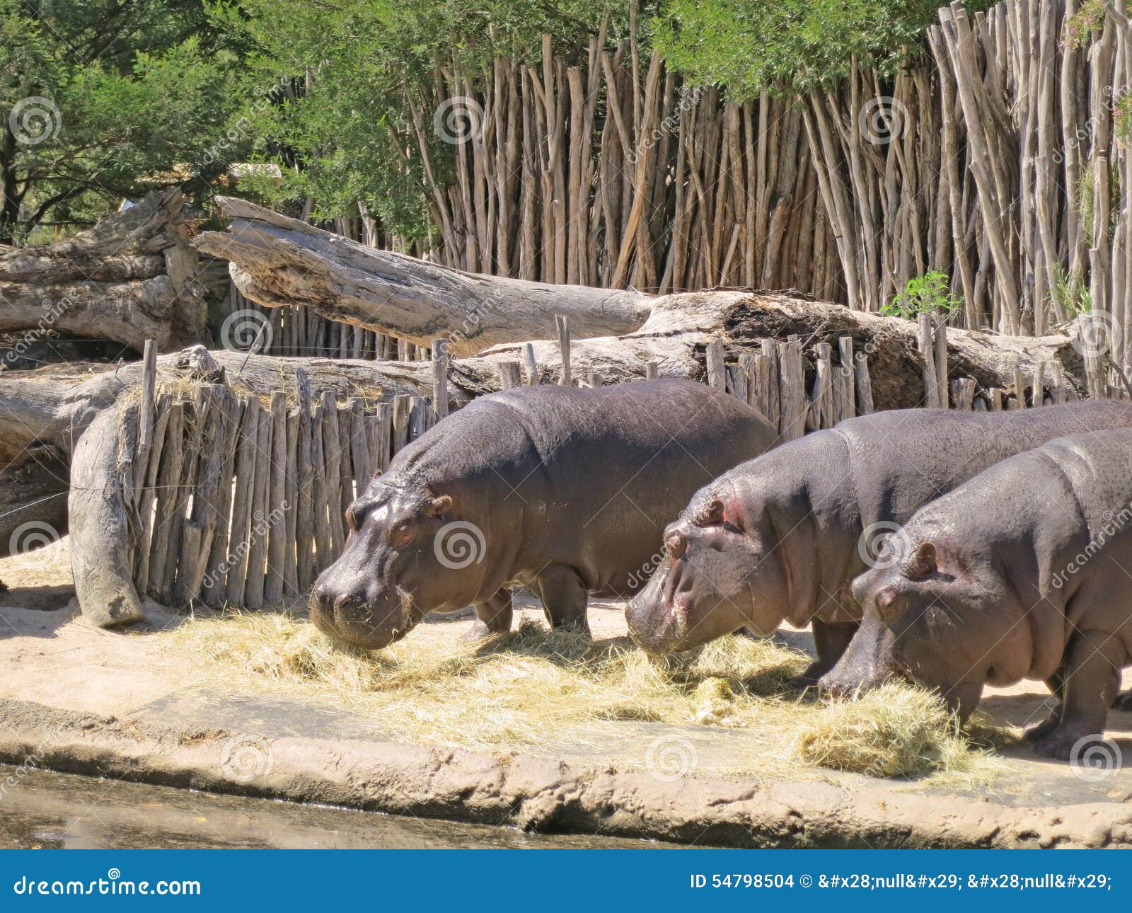 Three Hippos eating grass editorial stock image. Image of open - 54798504