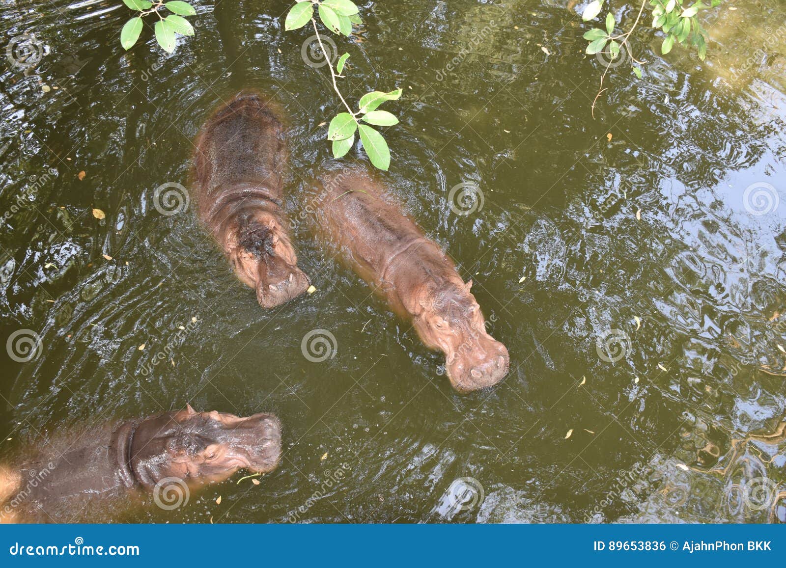 THREE HIPPOS HIPPOPOTAMUSES Stock Photo - Image of nature, mammals ...