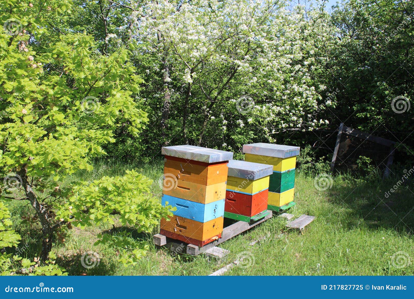 Three hives in the apiary stock image. Image of tree - 217827725