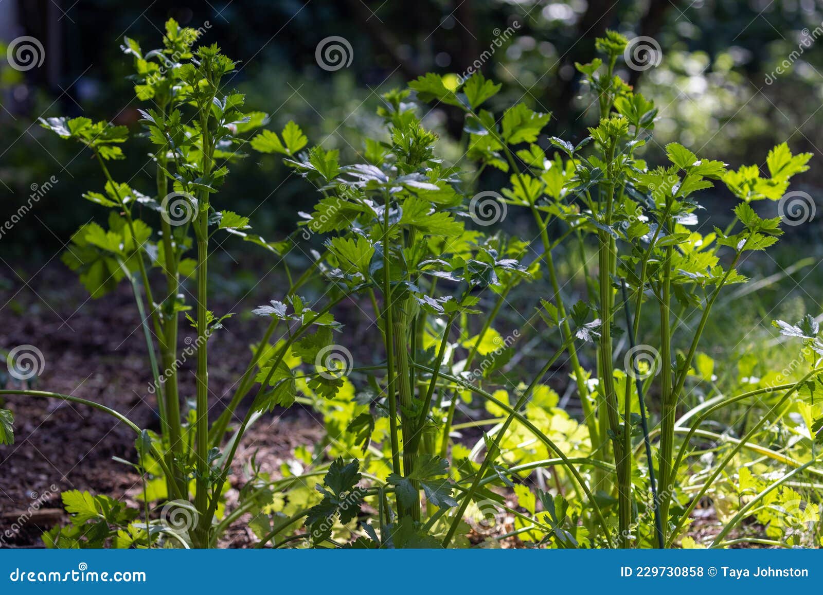 Three Celery in a Small Home Garden Stock Photo - Image of foliage ...