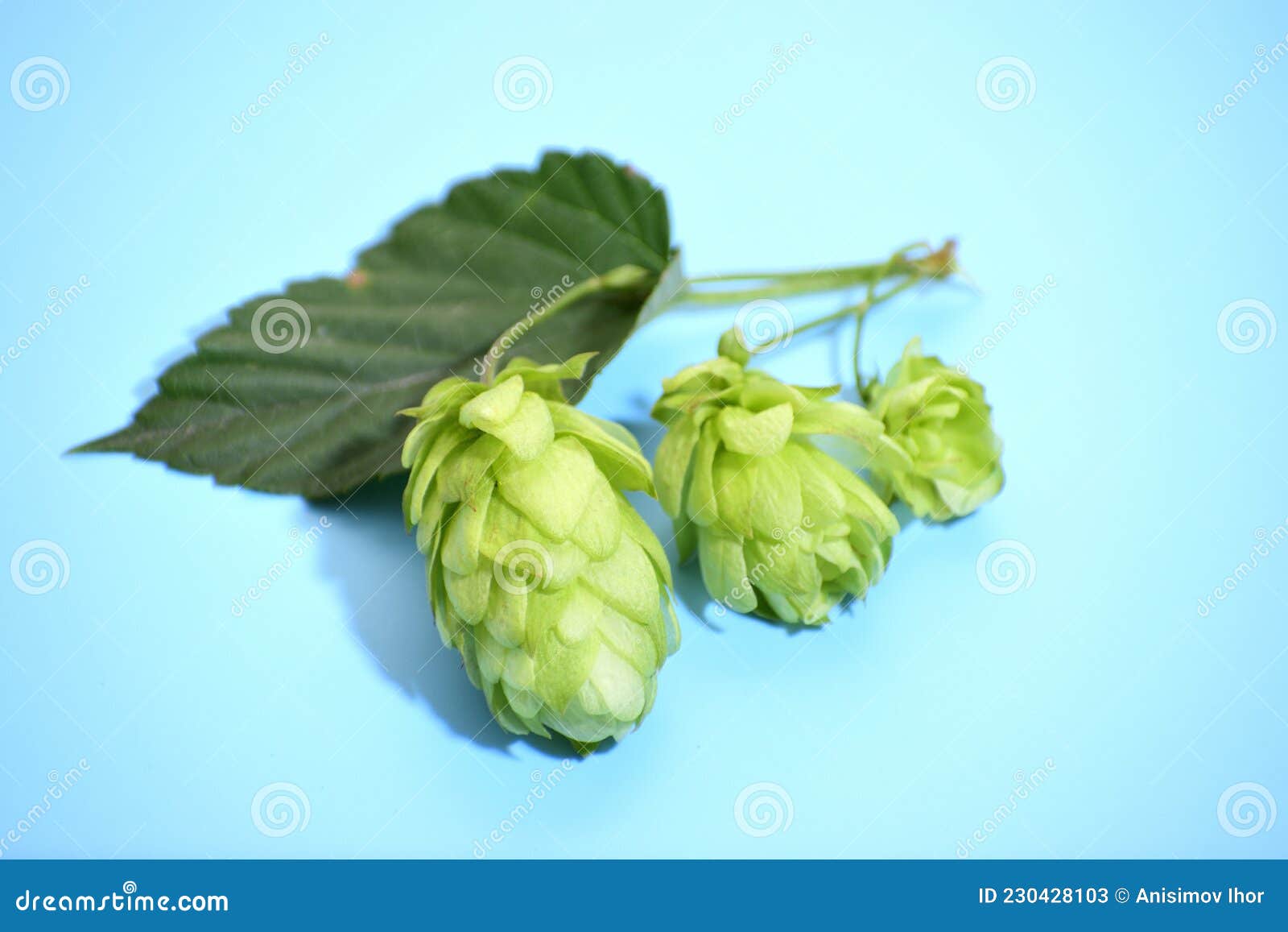 Three Hop Cones with a Leaf on a Twig on a Blue Background Stock Image ...