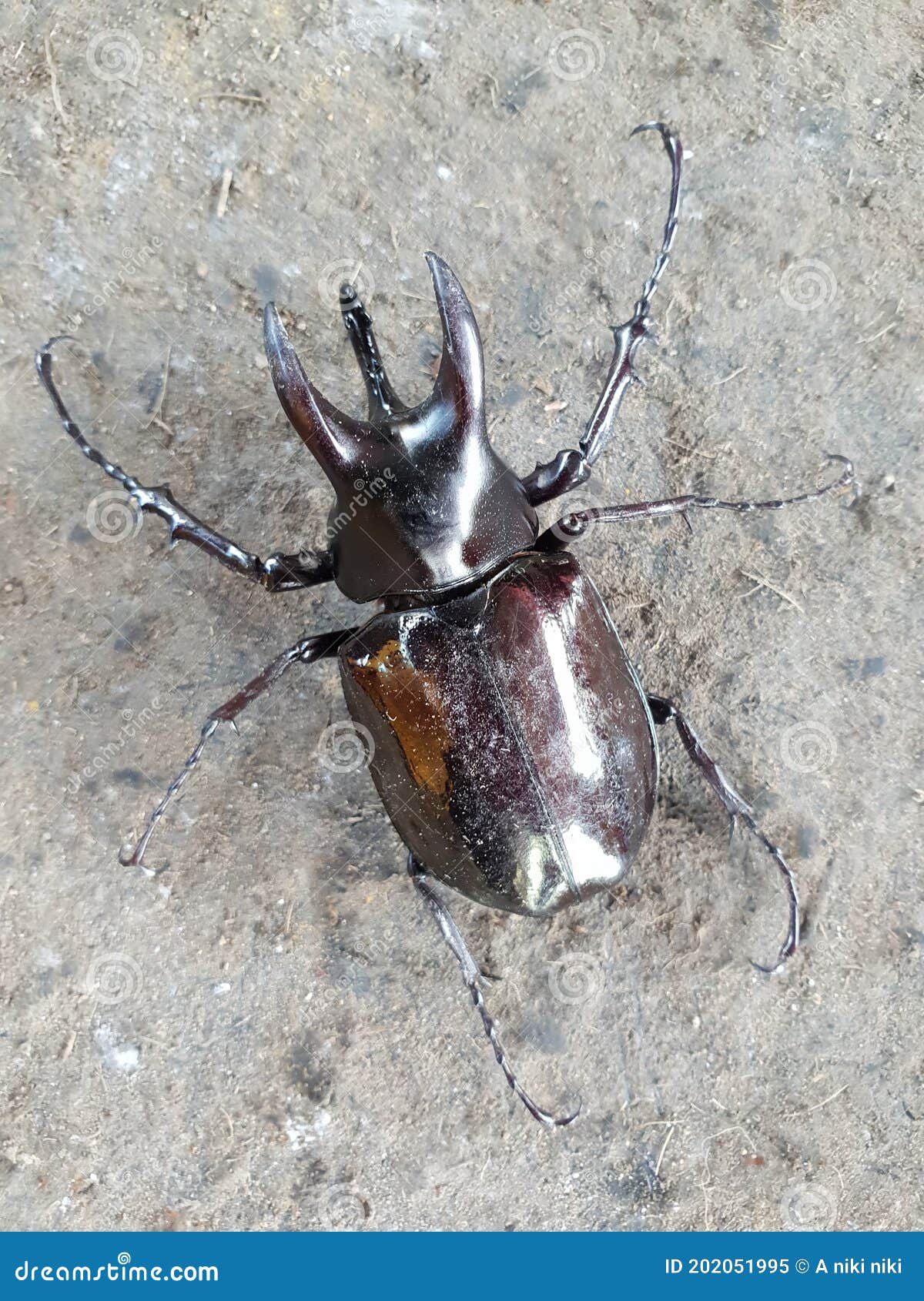 Three horned beetle stock image. Image of pest, insect - 202051995