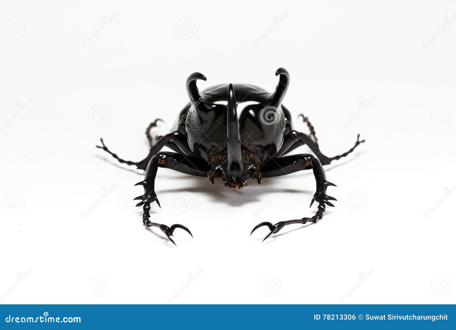 Three-Horned Beetle (Chalcosoma Caucasus) Stock Photo - Image of three ...