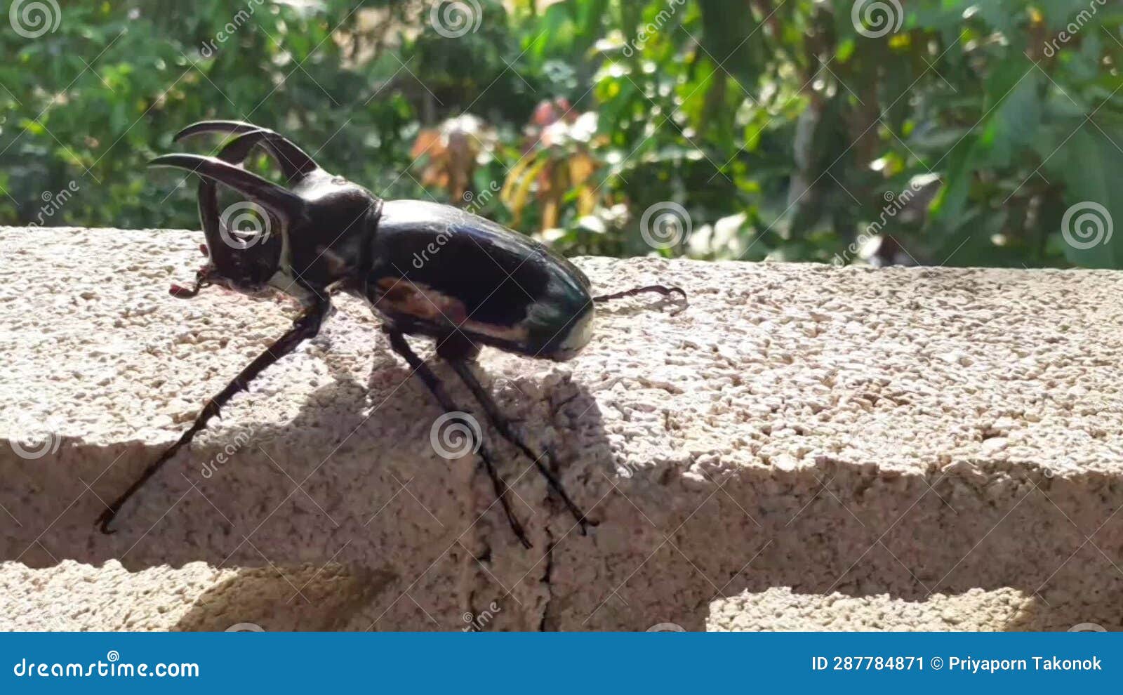 Three-horned Beetle in Forest Will Leave Tree Trunks in Thailand. Stock ...