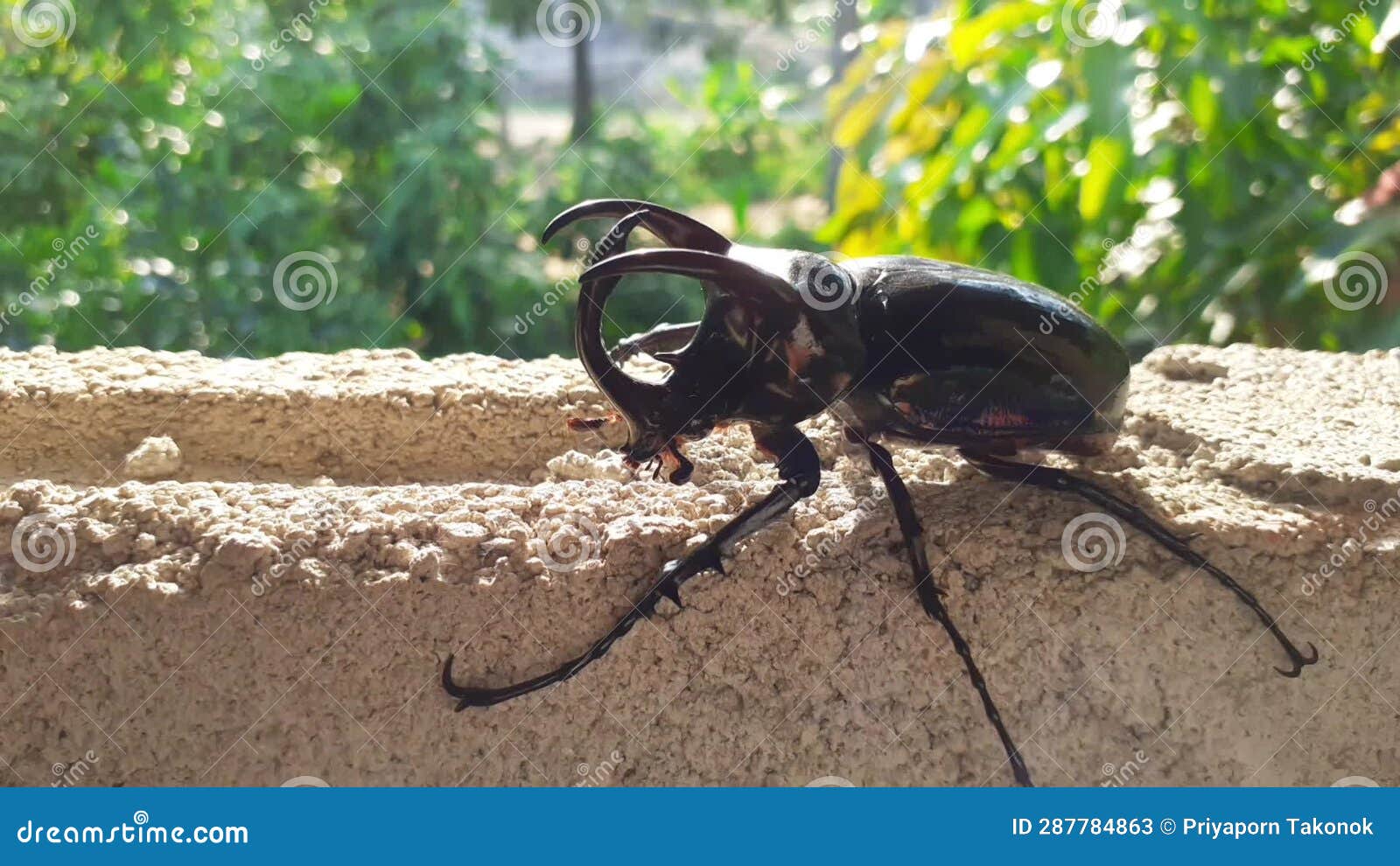 Three-horned Beetle in Forest Will Leave Tree Trunks in Thailand. Stock ...