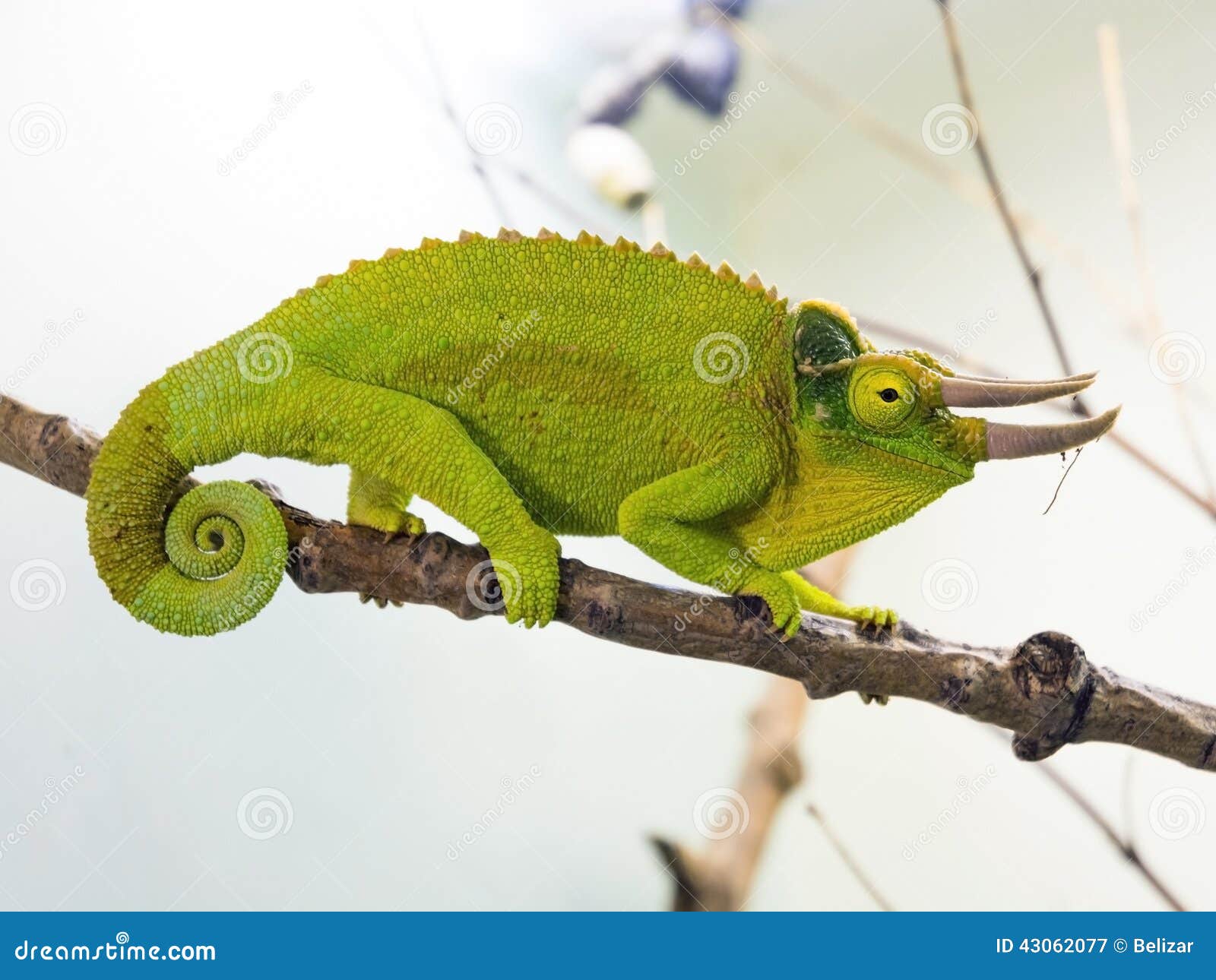 Three-horned Chameleon (Chamaeleo Jacksoni Xantholophus) Stock Image ...