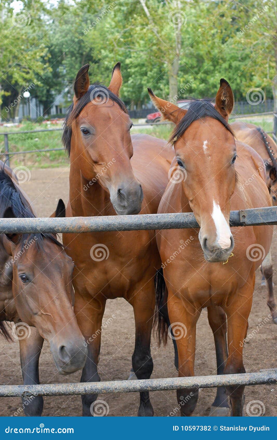 Three horse stock photo. Image of show, outside, color - 10597382