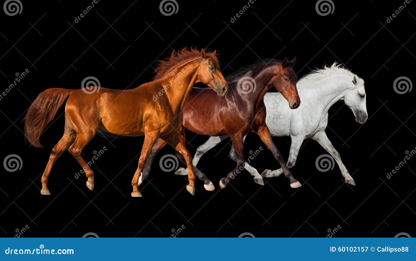 Three horse run stock image. Image of mare, action, equestrian - 60102157
