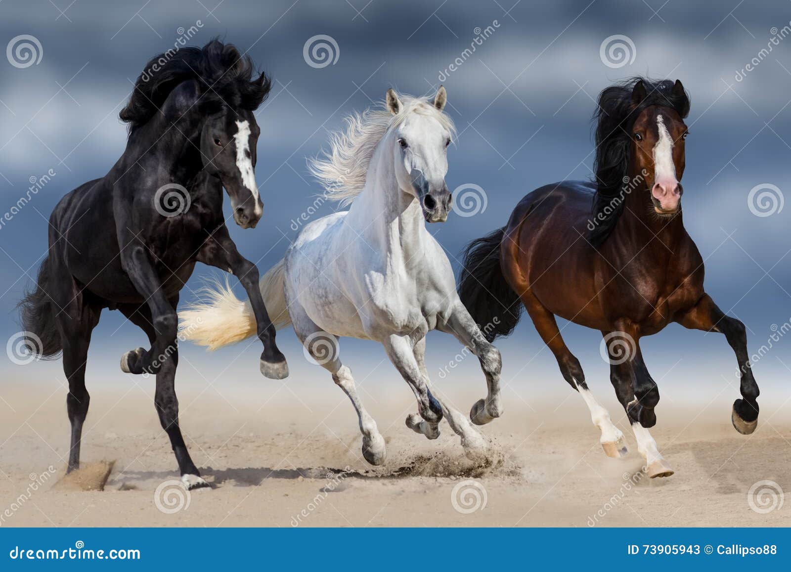 Three horse run stock image. Image of nature, mammal - 73905943