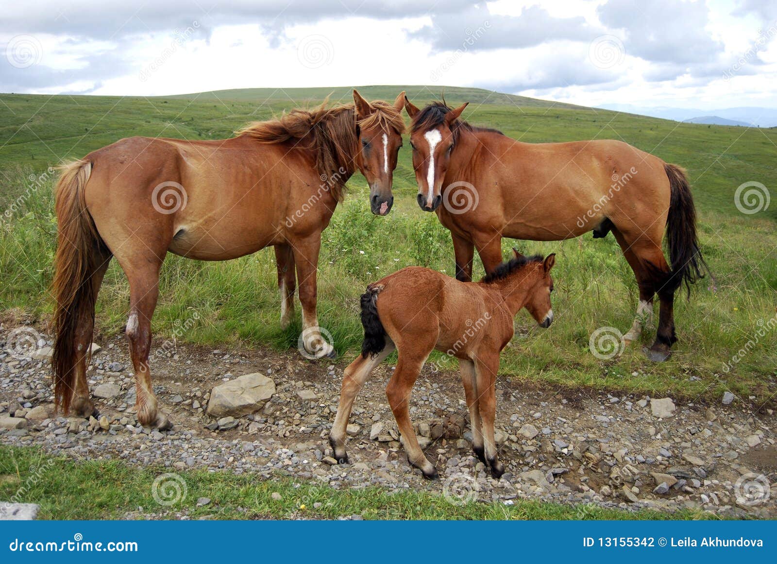 Three horses stock photo. Image of nature, mare, animal - 13155342