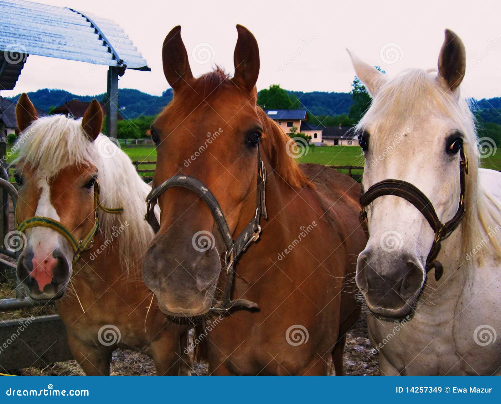 Three horses. stock image. Image of farm, head, fence - 14257349