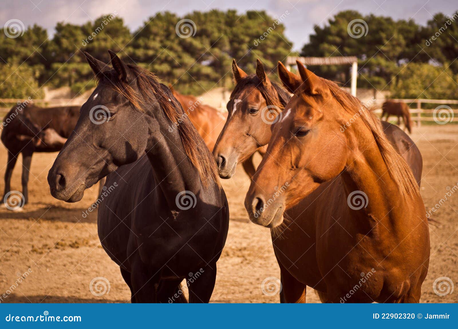 Three horses stock photo. Image of head, outdoors, animal - 22902320