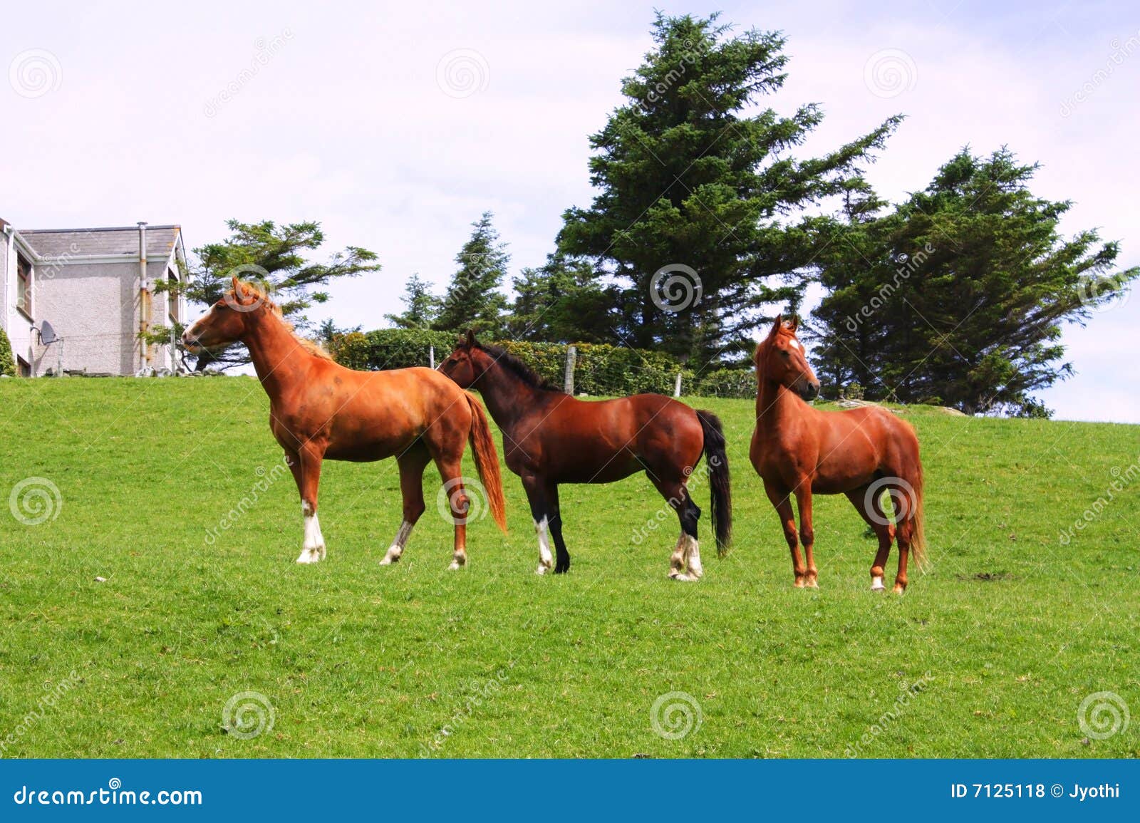Three horses stock photo. Image of mountain, green, horses - 7125118