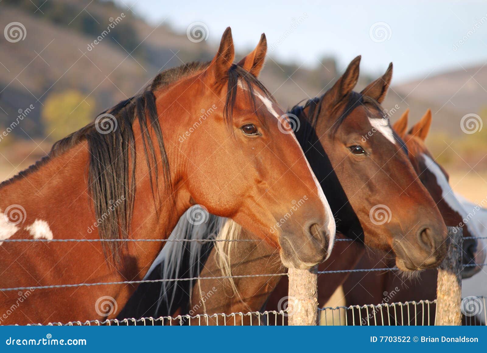 Three Horses stock photo. Image of farm, three, pasture - 7703522