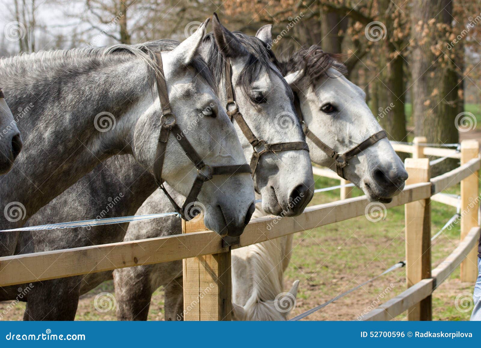 Three horses stock photo. Image of pasture, piebald, breeding - 52700596