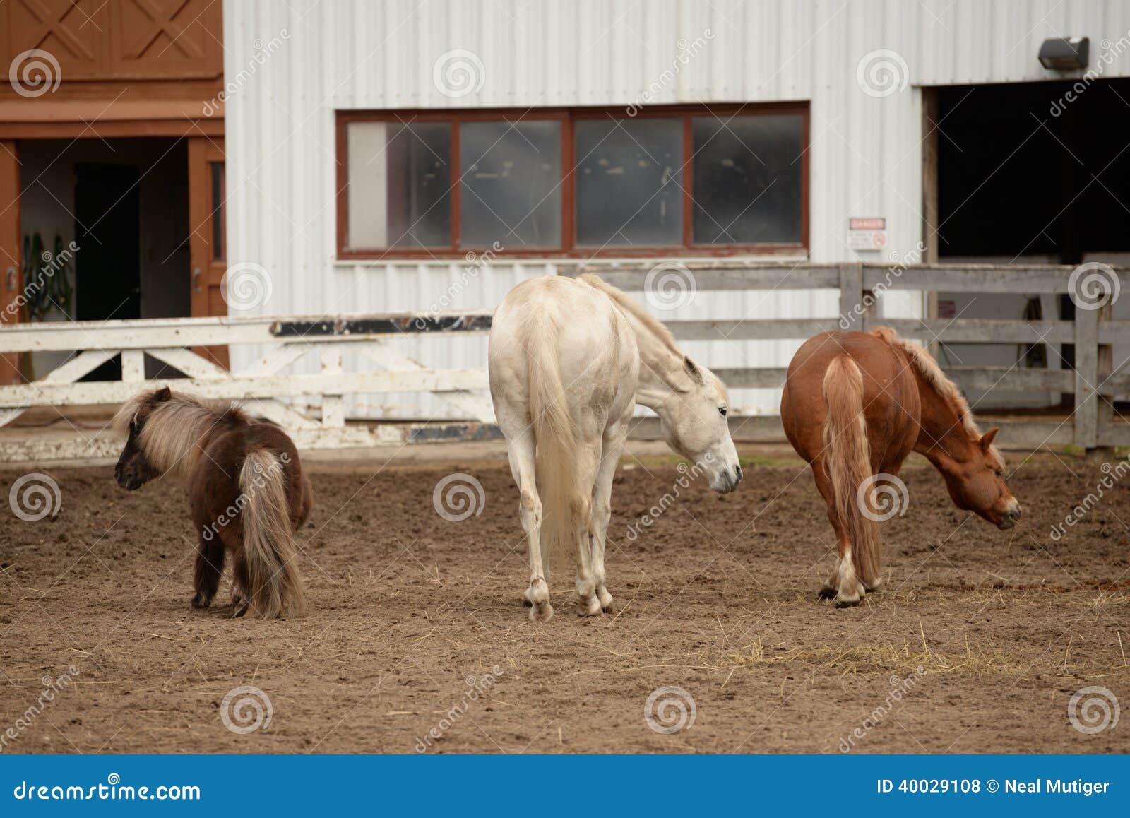 Three Horses dancing stock photo. Image of animals, barn - 40029108