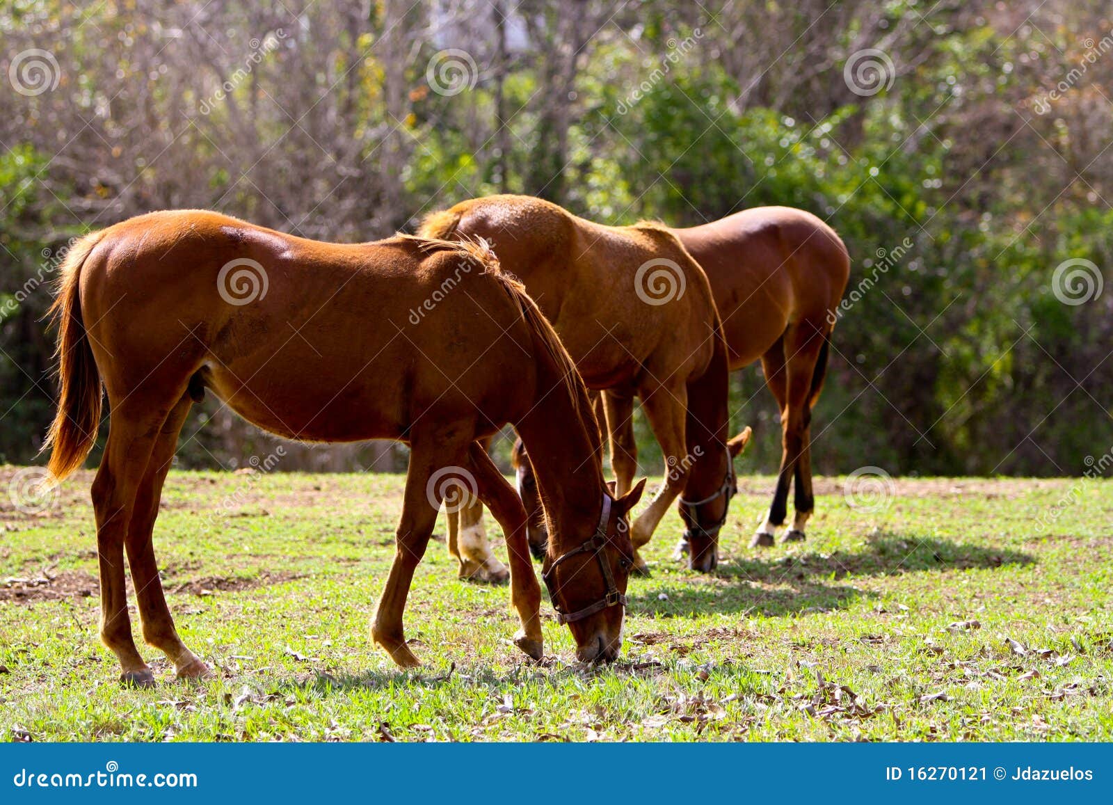 Three horses eating stock image. Image of head, animal - 16270121
