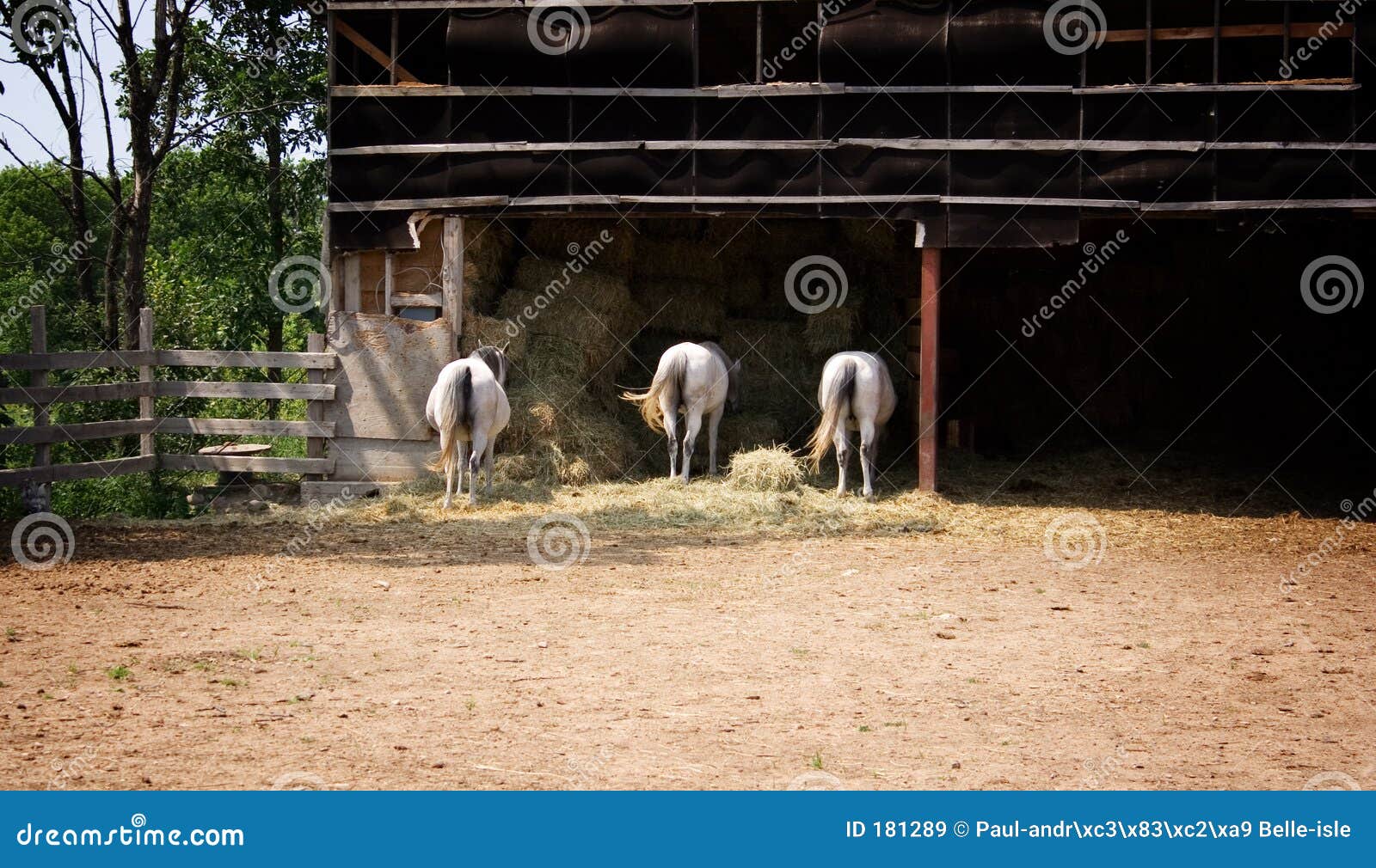 Three horses in a farm stock image. Image of countryside - 181289