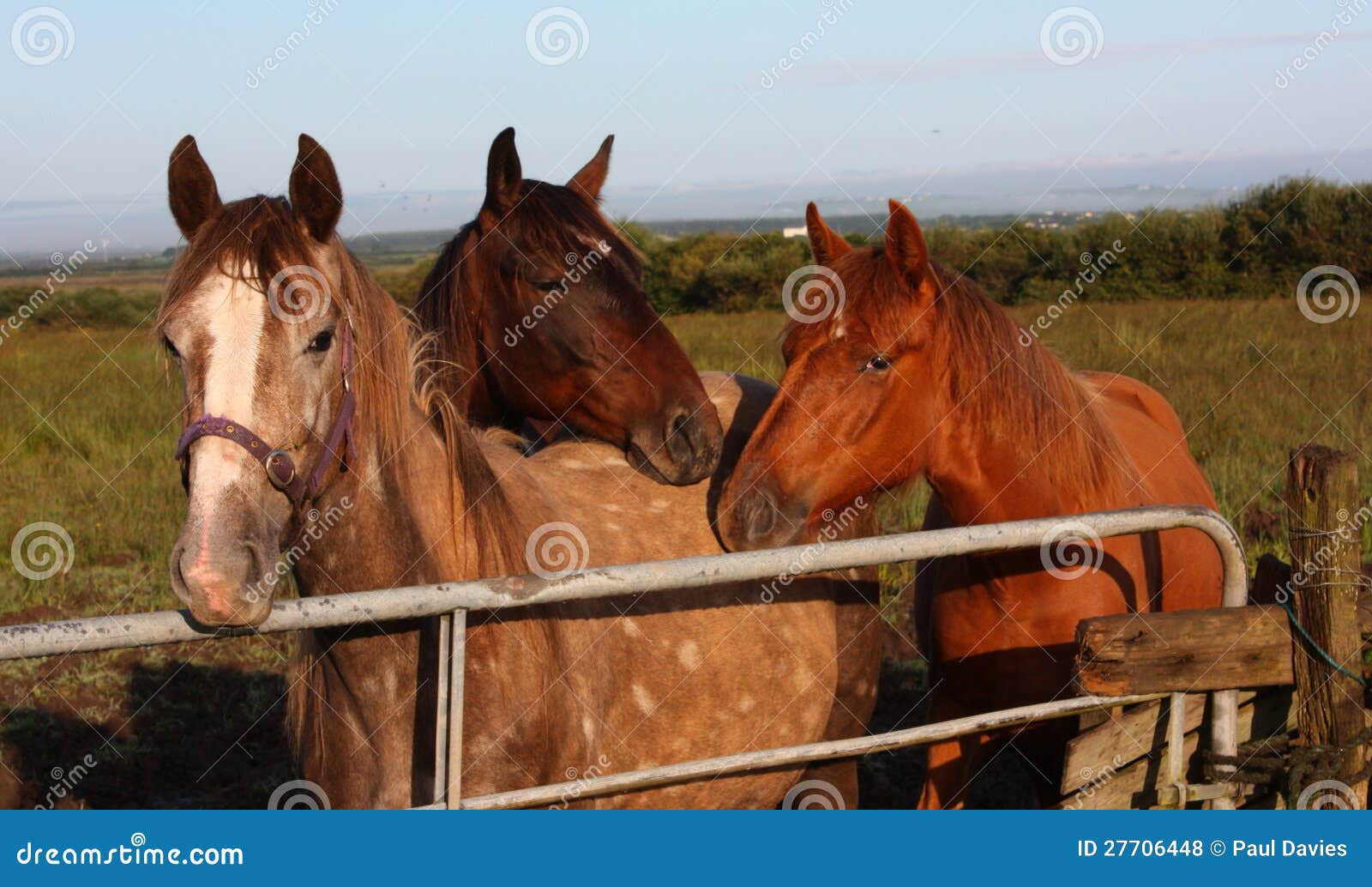 Three Horses by a Gate stock photo. Image of equine, resting - 27706448