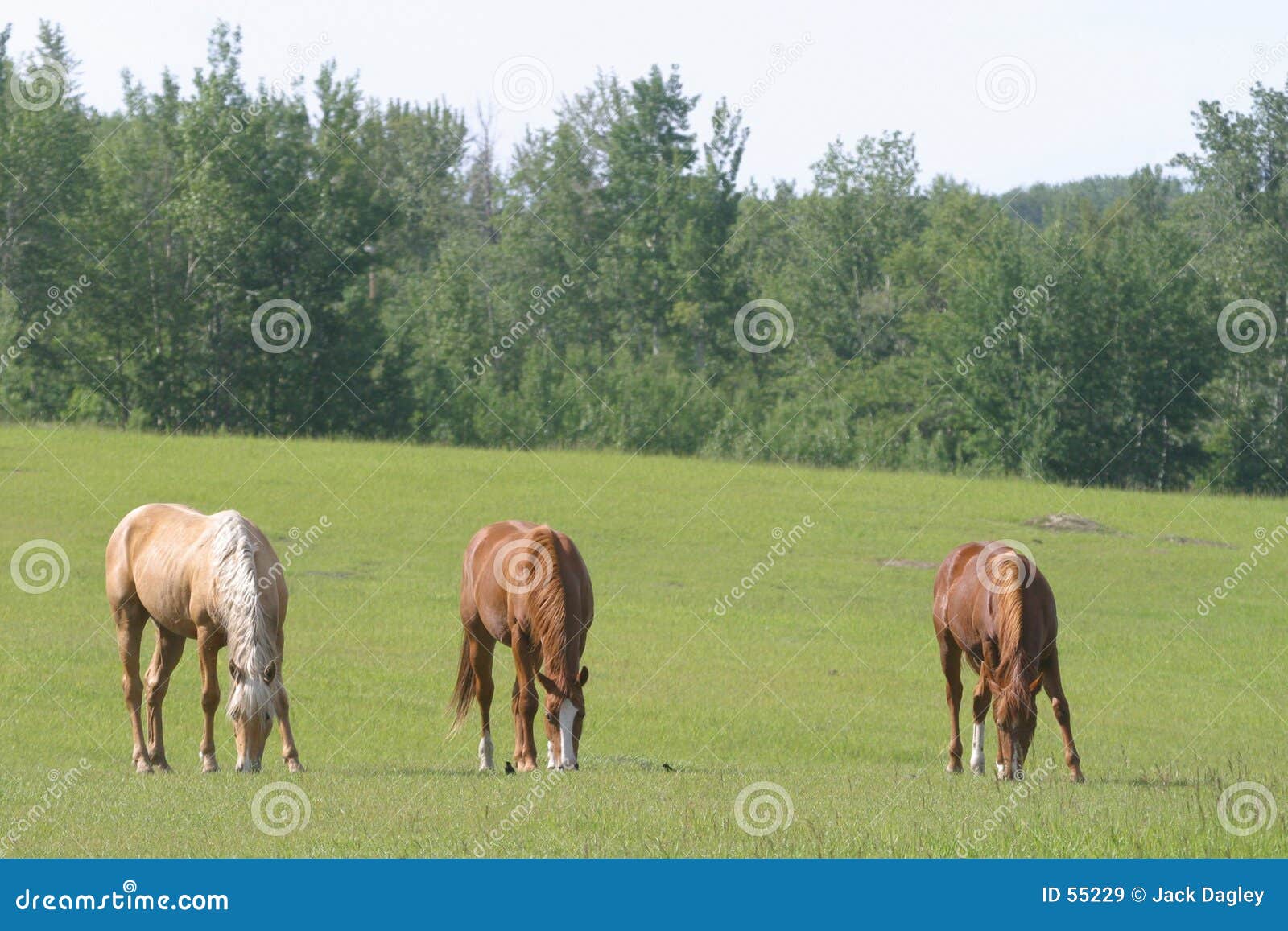Three Horses Together Stock Photo | CartoonDealer.com #11323872