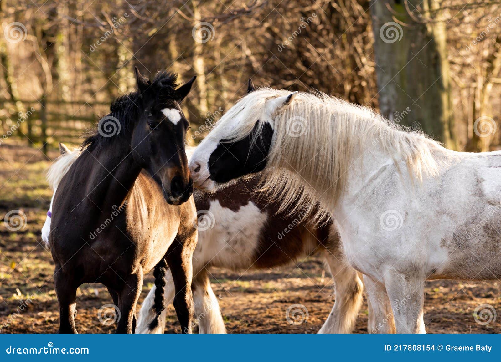 Three Horses Grooming and Playing Together Stock Photo - Image of ...