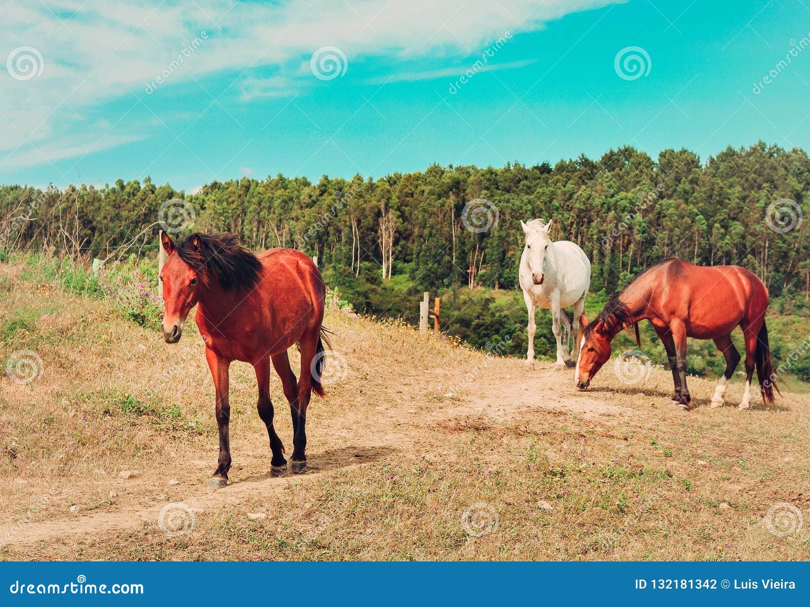 Three horses stock photo. Image of animal, nature, horses - 132181342