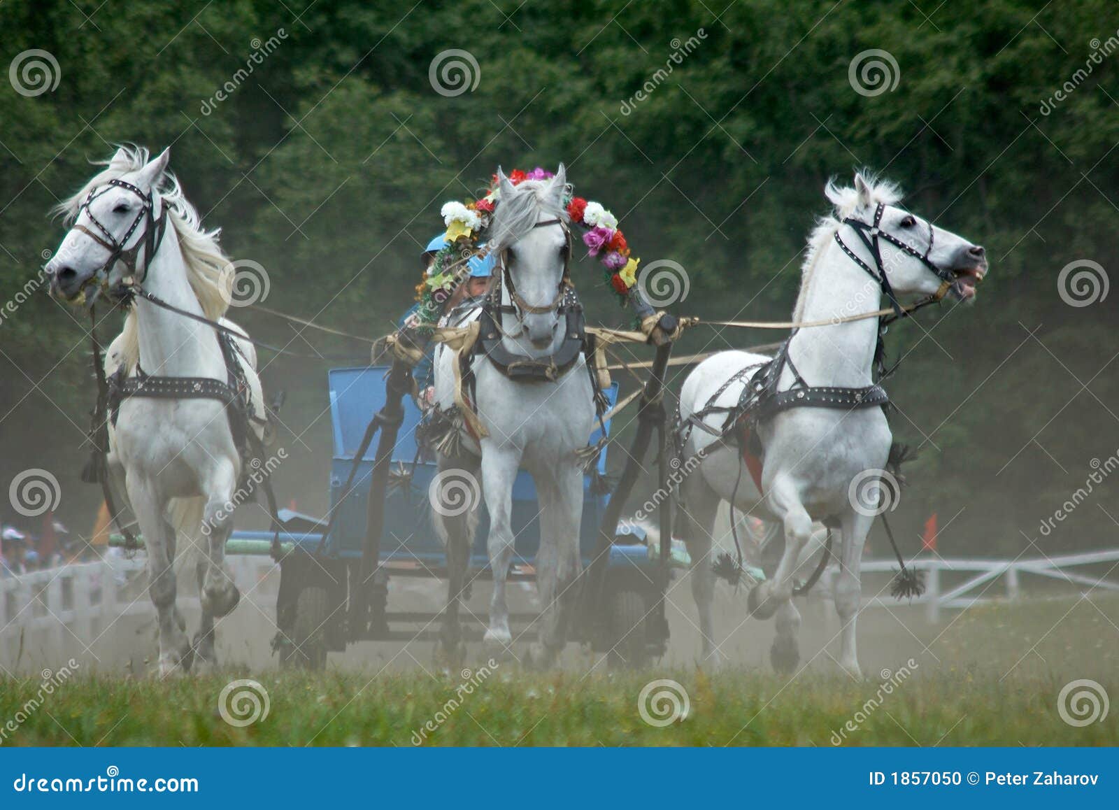 Three Horses in Harness. Horse Race. Stock Photo - Image of power ...
