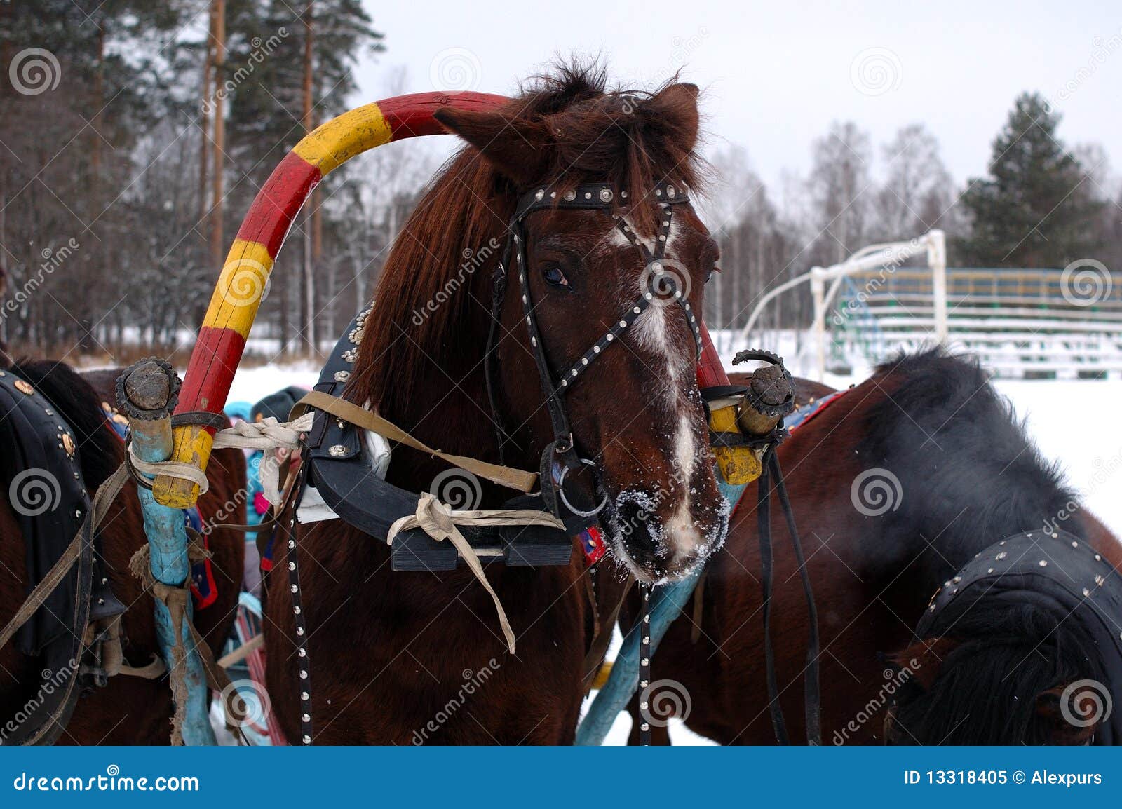 Three Horses Harnessed Abreast (troika). Stock Image - Image of ...