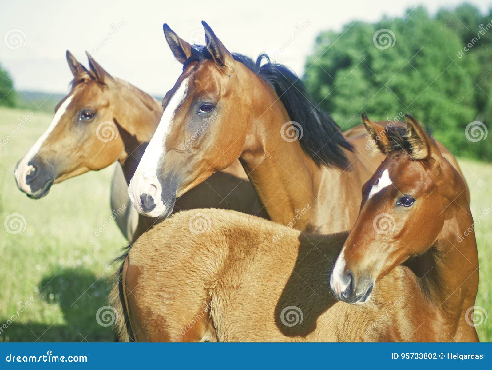 Three Horses Looking Sideways Stock Photo - Image of arrowheads ...