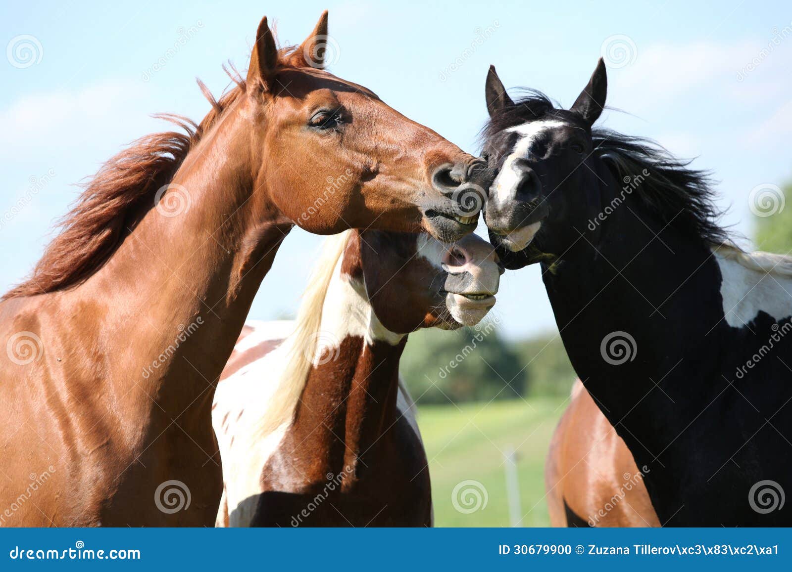 Three horses on meeting stock photo. Image of domestic - 30679900