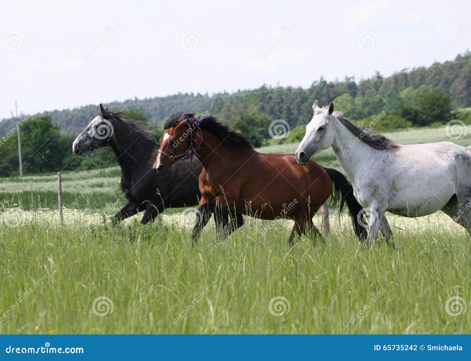 Three horses running stock photo. Image of blood, mare - 65735242