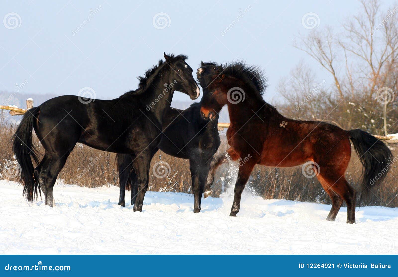 Three horses in the snow stock image. Image of black - 12264921