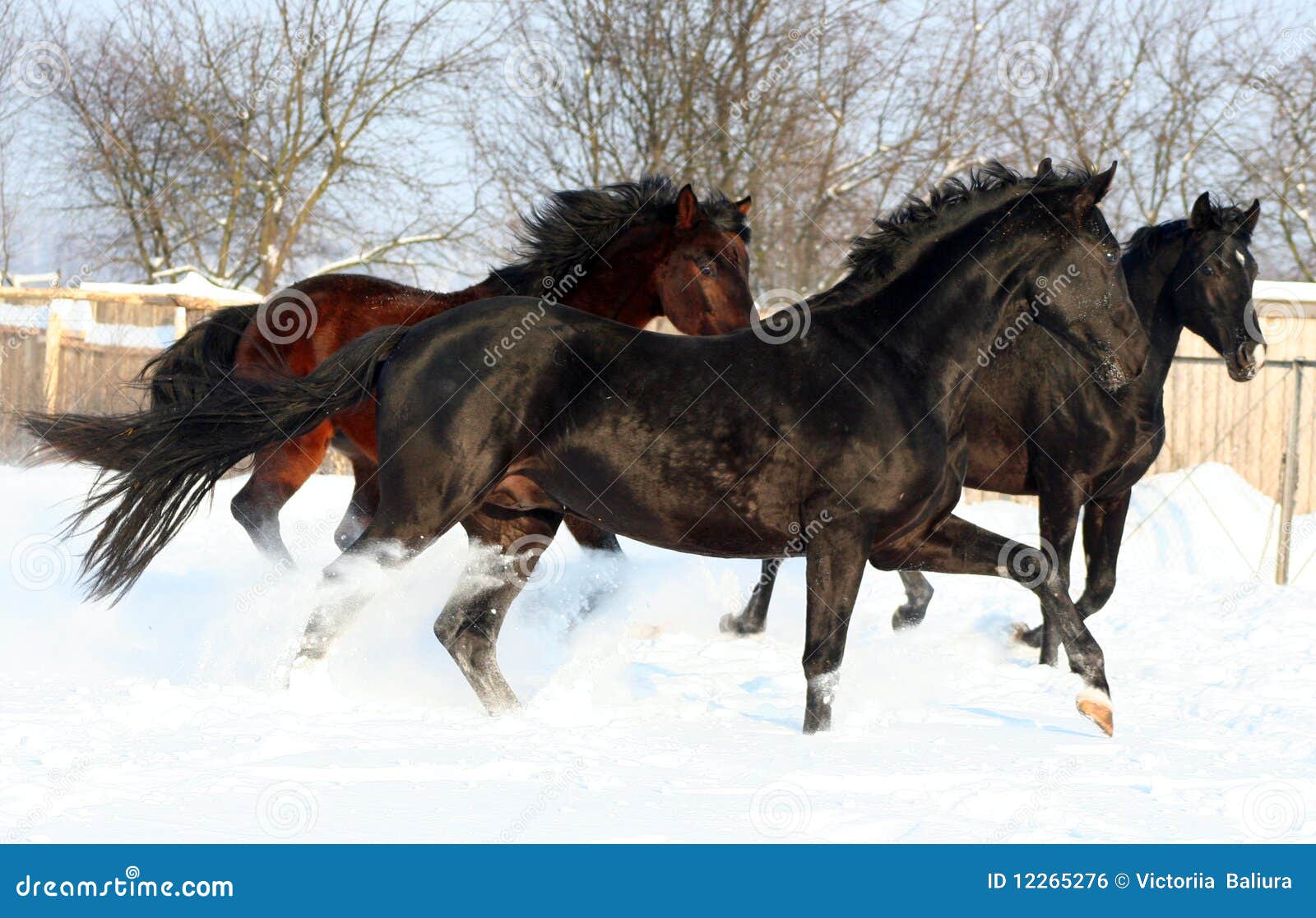 Three horses in the snow stock photo. Image of beautiful - 12265276